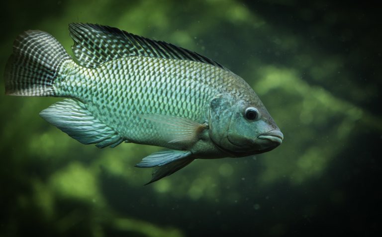 Tilápia, az igazi kulináris terápia - Matusz-Vad Blog