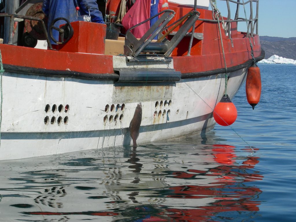 Grönland kincse a laposhal - Matusz-Vad Blog